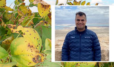 Soybean Crop Develops Despite The Advance Of Cercospora Spp Cultivar Magazine