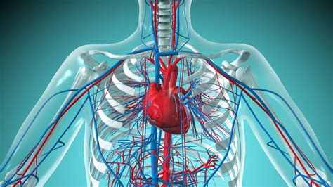 Human Heart Anatomy Function And Facts Live Science