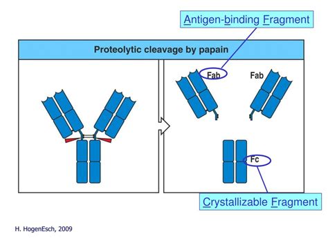 Ppt Antibody Structure And Function Powerpoint Presentation Free