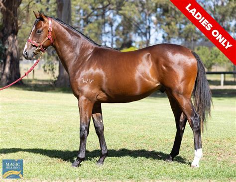 Unfortunate Lad Sj Wolfe Racing