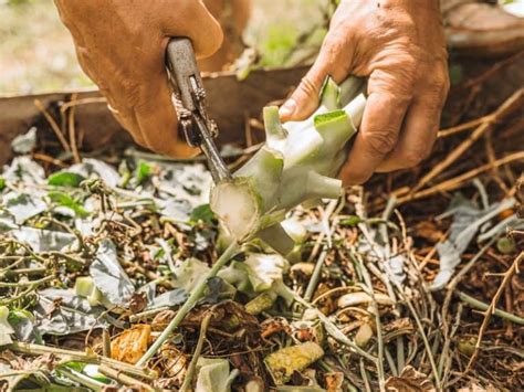 Aerobic Composting Garden Tips 2024 Northern Nester