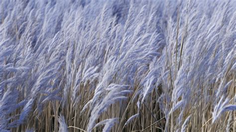 Premium Photo Seamless Big Bluestem Grass Texture For Landscape Design