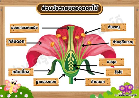 🌸 สื่อประกอบการสอน ครูประถมอารมณ์ดี Facebook