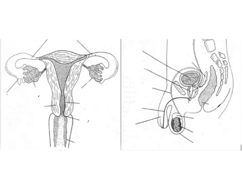 Reproductive Anatomy Labeling Quiz