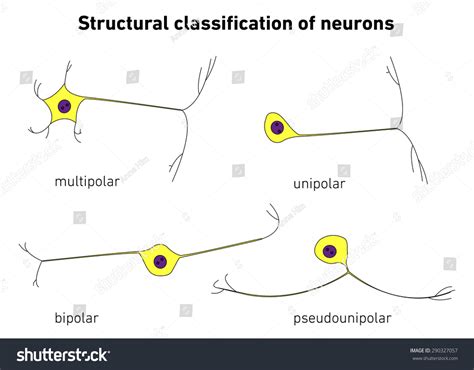 Structural Classification Neurons Neuronal Types Vector Stock Vector
