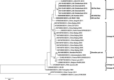 maximum likelihood phylogenetic tree for seov partial l segment 333nt