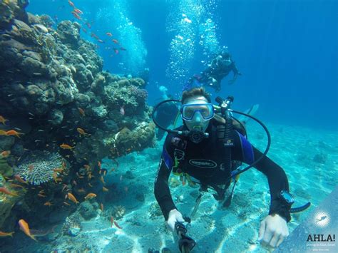Галерея — Самый лучший дайвинг в Израиле | Diving, Diving course ...