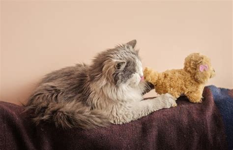 Premium Photo Long Haired Cat With Toy Kitten Playing With Toy
