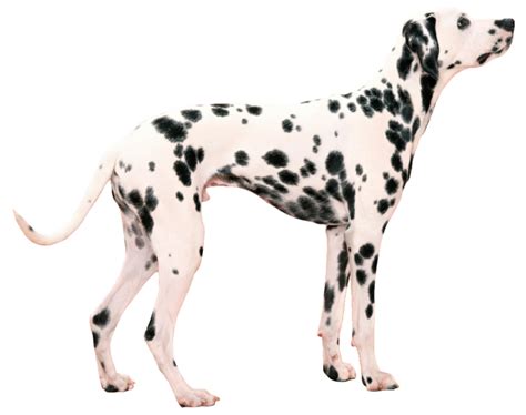 Dalmatian Dog Png Images Free Download Pngfre