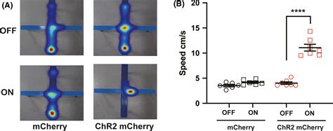 Activation Of Vglut2‐expressing Neurons In The Bed Nuclei Of The Stria