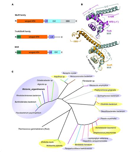 Taxonomic Distribution And Structural Comparison Of Mlir With Members Download Scientific
