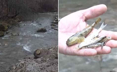 Pomor Ribe U Bh Rijekama često Bez Ustanovljenog Uzroka Bug Ba