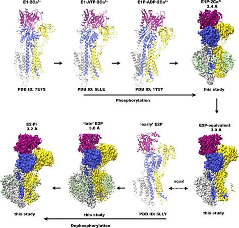 Conformational Transitions Of Serca2b During Phosphorylation And Download Scientific Diagram