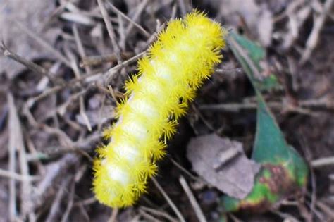 Catepillar Automeris Io Bugguide Net