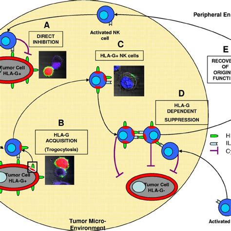 Hla G Mrna Protein Isoforms And Receptors A This Hla G Primary Download Scientific Diagram