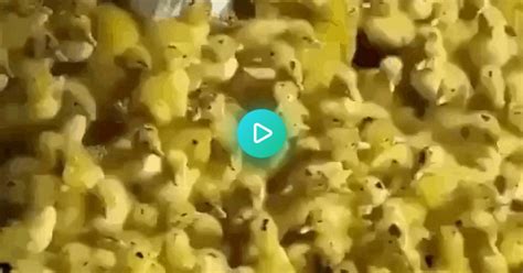 Mastery Album On Imgur