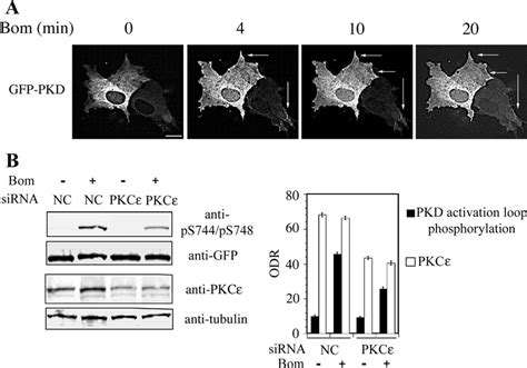 Effect Of Pkc Sirnas In The Intracellular Distribution And Activation Download Scientific