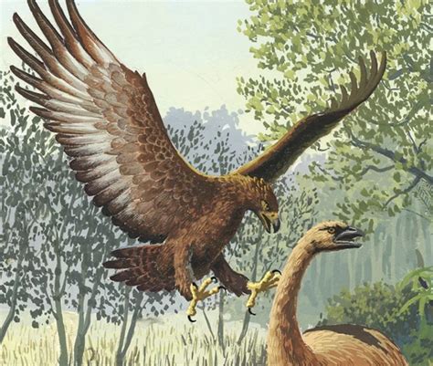 Human Driven Bird Extinctions Doubled In New Estimate Birdguides