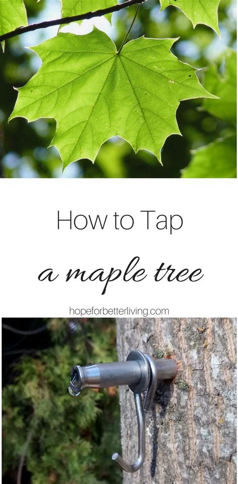 How To Tap A Maple Tree Artofit