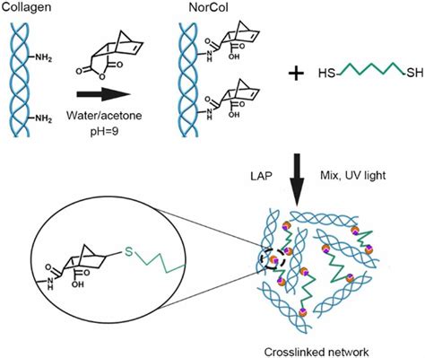 Synthesis And Thiol Ene Photoclick Reaction Of Norcol Download Scientific Diagram