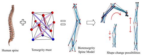 Form Finding Of Spine Inspired Biotensegrity Model