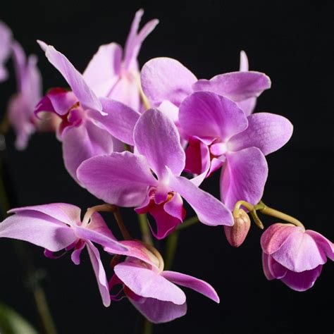 Как ухаживать за орхидеей в домашних условиях