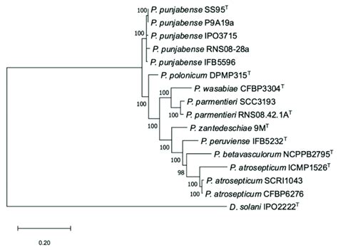 multi locus sequence analysis of p punjabense strains and the most