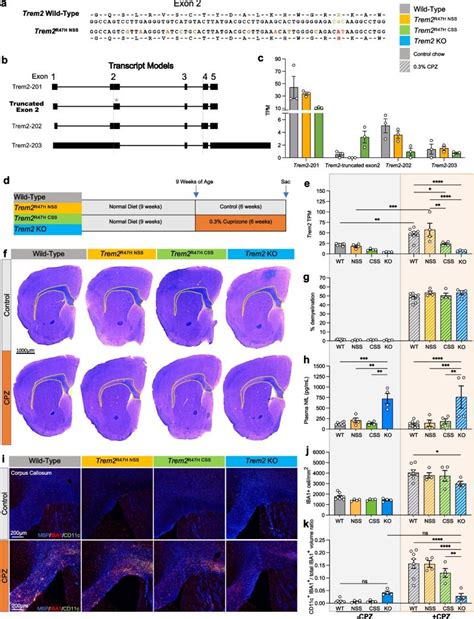 Kristine Minh Tran On Linkedin A Trem2r47h Mouse Model Without Cryptic Splicing Drives Age And…