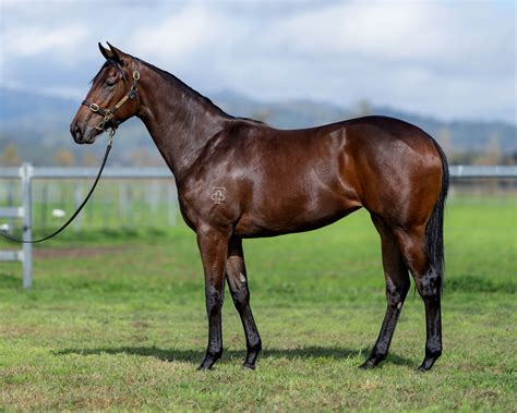 Lot 1207 Acrobat X Miranda Jane Filly Goodwood Farm