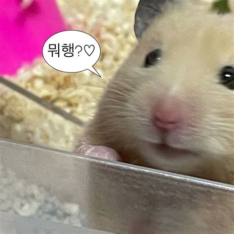 햄스터 짤에 있는 핀