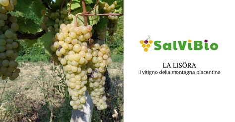 Lisöra Sorta Grožđa U Planinama Piacenza