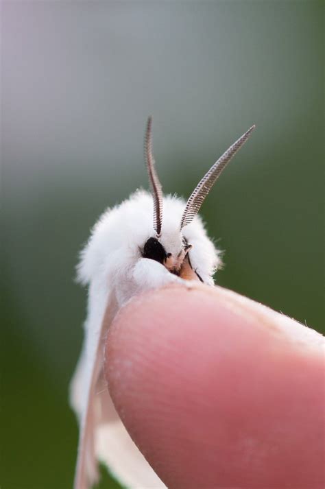 Cute Moths