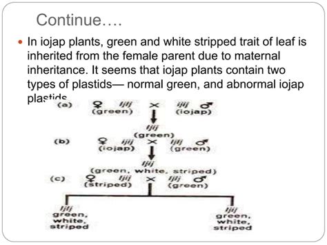 Cytoplasmic Inheritance Pptx