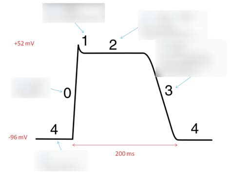 Diagram Of Cardiomyocyte Action Potential Quizlet