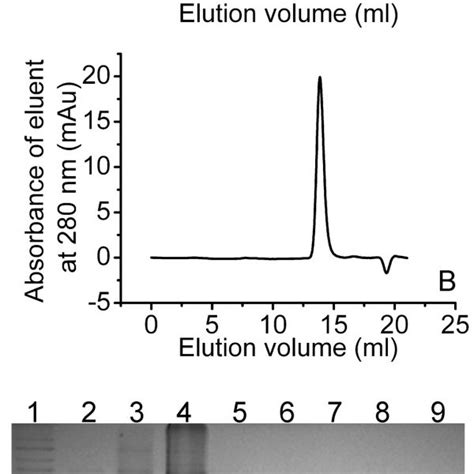 Purification Of Sxt Exo And Lambda Exo And Determination Of Their