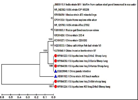 Phylogenetic Tree Using The UPGMA Method The Evolutionary Distances