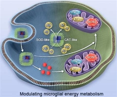 一种自增强“小胶质细胞能量调节剂”，用于在阿尔茨海默病模型中协同清除淀粉样蛋白β Angewandte Chemie International Edition X Mol