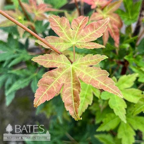 3 Acer Pal Gold Digger Yellow Coral Bark Japanese Maple