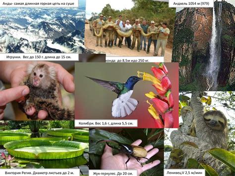 Природные зоны Южной Америки презентация онлайн