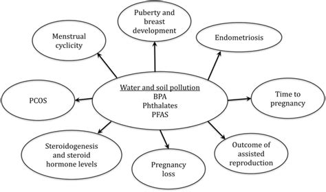 Potential Reproductive Hazards Of BPA Phthalates And PFAS Download Scientific Diagram