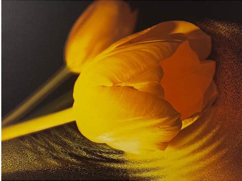 Forma Ideale Slika Cvet