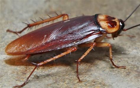 You Can Name A Cockroach After Your Ex To Celebrate Valentines Day
