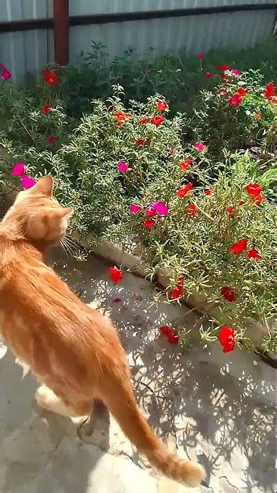 левушка нюхает цветочки Youtube