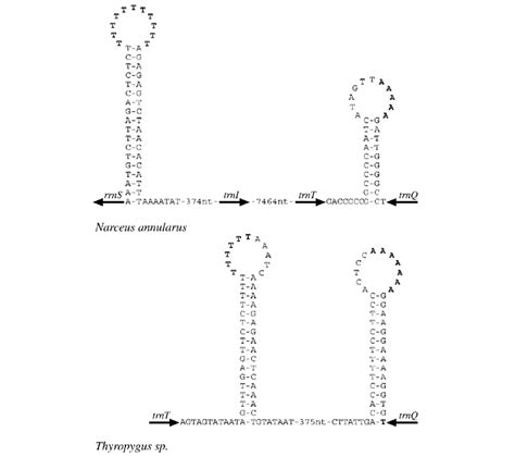Potential Stem Loop Structures In The Noncoding Regions Of Millipede