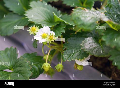 Modern Agriculture Growing Method Indoor Farm Fresh Organic Strawberry