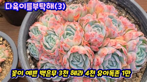 다육이를부탁해3 꽃이 예쁜 백은무 3천 헤라 4천 유아독존 1만 핑크플로라 1만원 Youtube