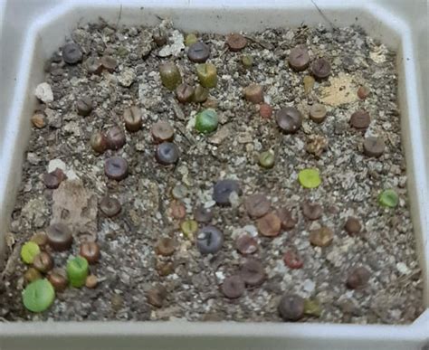 Lithops Life Cycle In Tropical Climate Lithops