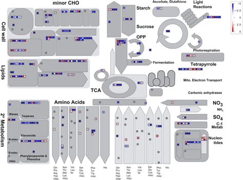 Mapman Metabolism Overview Maps Showing Differences In Transcript