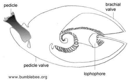 Brachiopoda Lamp Shells