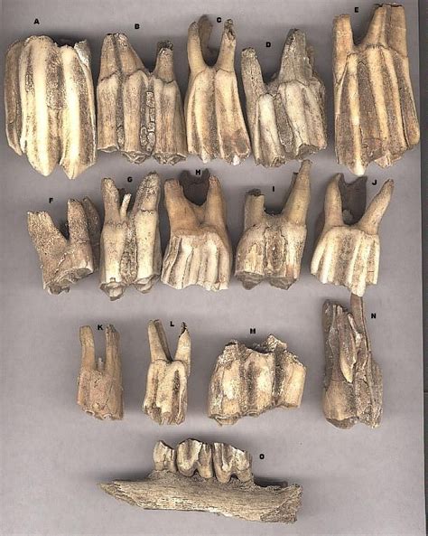 Fossilized Mammal Teeth Ancient Artifacts And Osteology